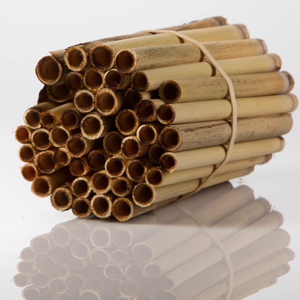 Buy Bulk Bees Reeds | Mason Bee For Sale