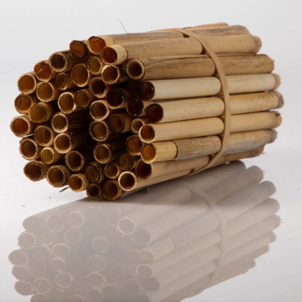 Buy Bulk Bees Reeds | Mason Bee For Sale